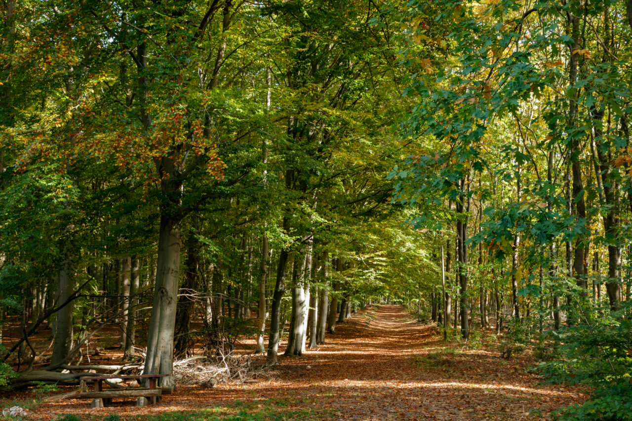 Landstreifer "Wild Wald Weitsicht" - Hohe Mark Steig | Mein Band zur Natur